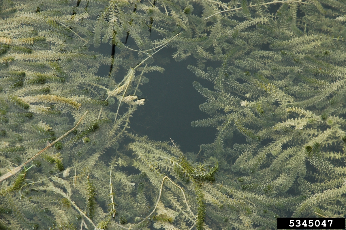 Hydrilla | Ontario's Invading Species Awareness Program