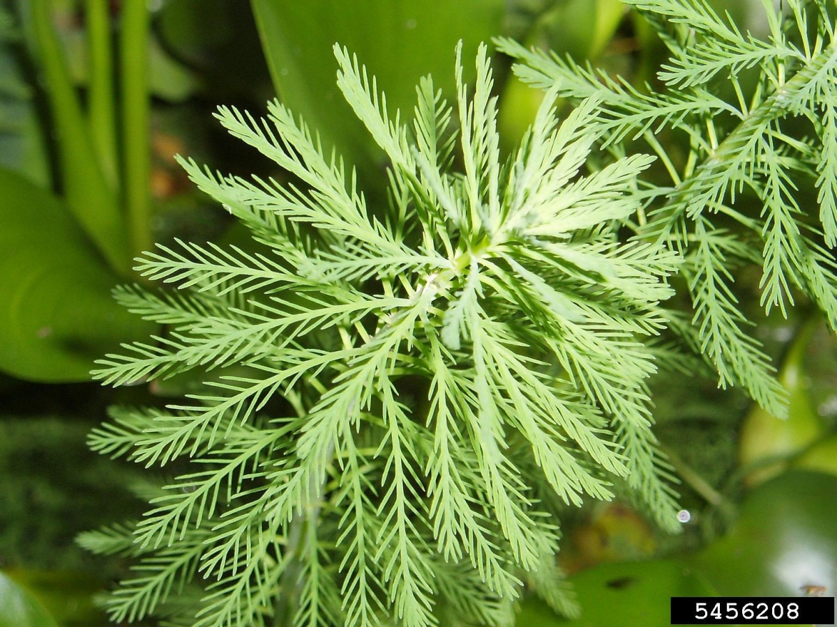 Parrot Feather | Ontario's Invading Species Awareness Program