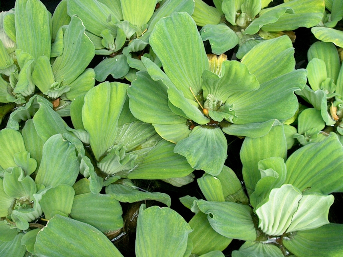 Water Lettuce | Ontario's Invading Species Awareness Program