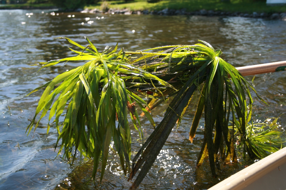 Water Soldier | Ontario's Invading Species Awareness Program