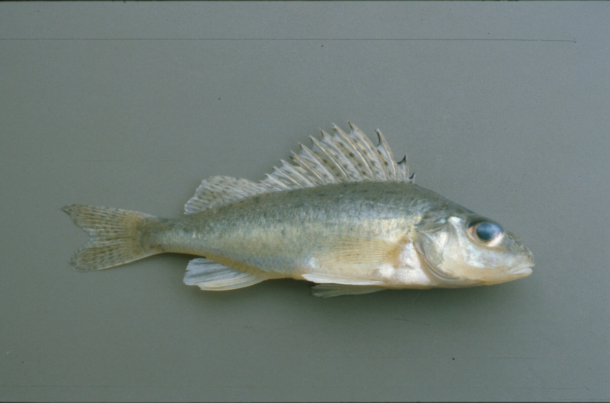 Eurasian Ruffe | Ontario's Invading Species Awareness Program