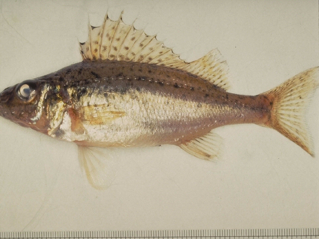 Eurasian Ruffe | Ontario's Invading Species Awareness Program