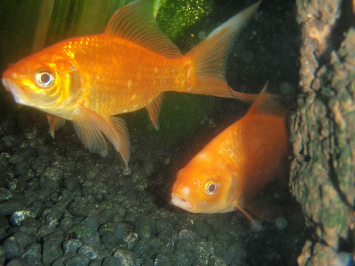 Goldfish | Ontario's Invading Species Awareness Program