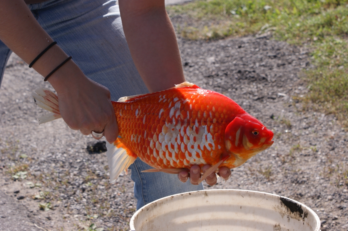 Goldfish | Ontario's Invading Species Awareness Program