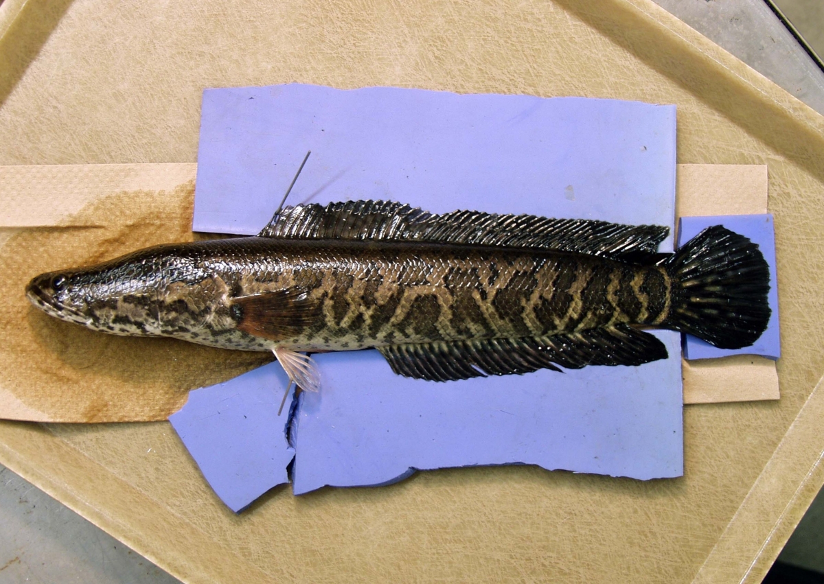 Northern Snakehead | Ontario's Invading Species Awareness Program