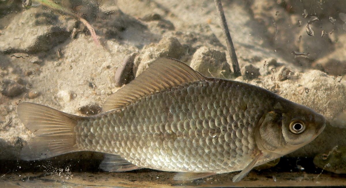 Prussian Carp | Ontario's Invading Species Awareness Program