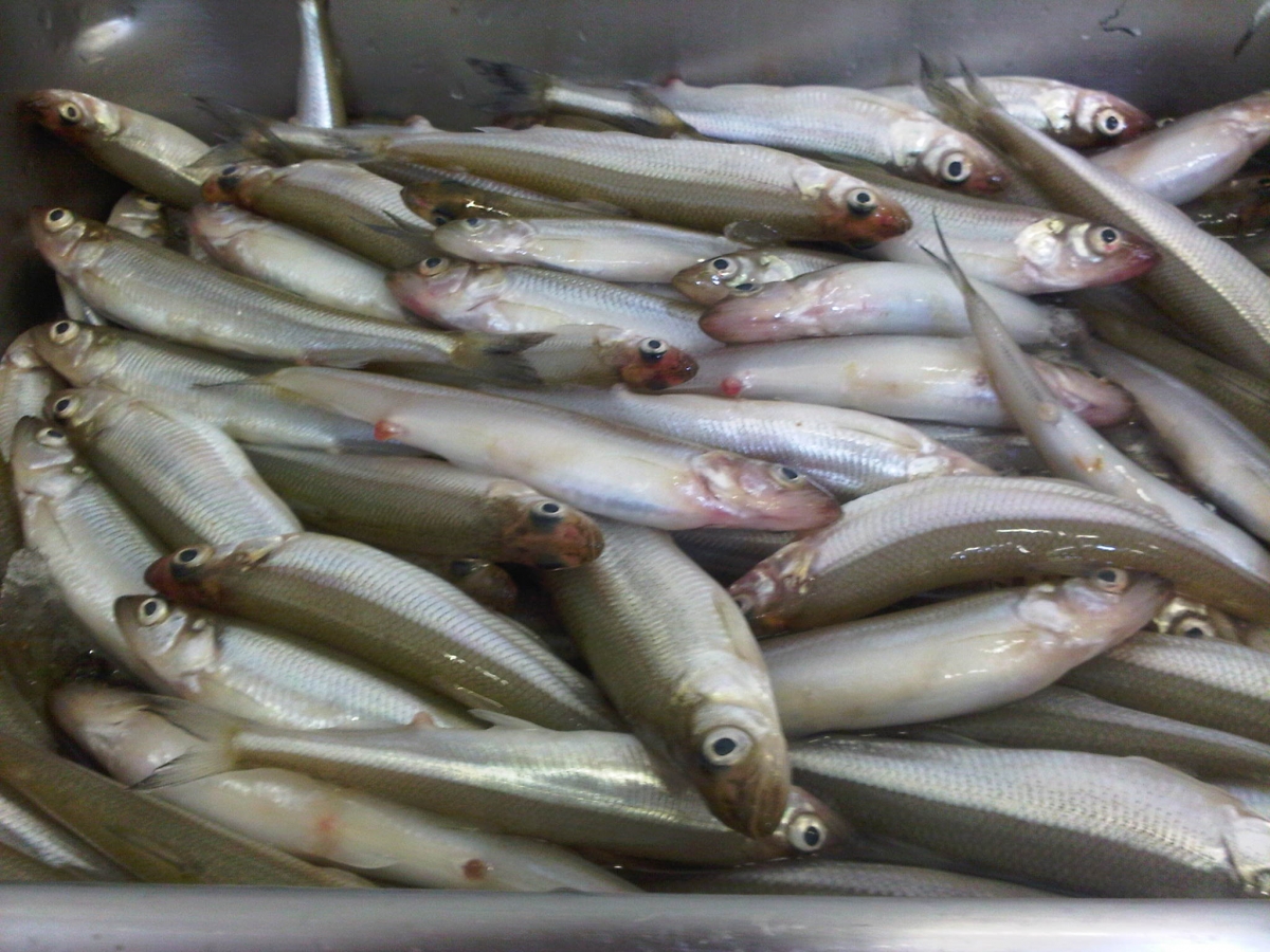 Rainbow Smelt | Ontario's Invading Species Awareness Program