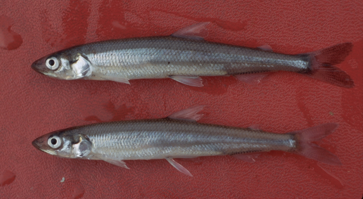 Rainbow Smelt | Ontario's Invading Species Awareness Program