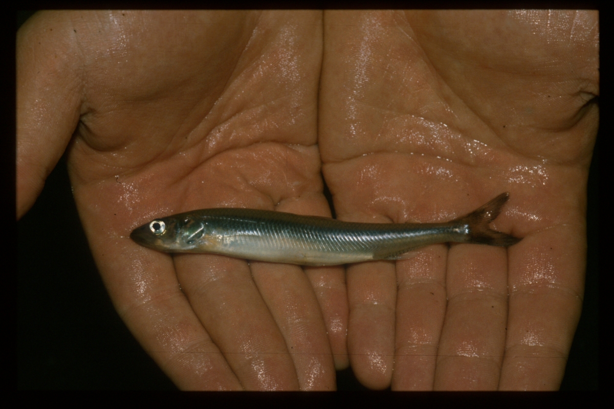 Rainbow Smelt | Ontario's Invading Species Awareness Program