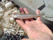 Rainbow Smelt | Ontario's Invading Species Awareness Program