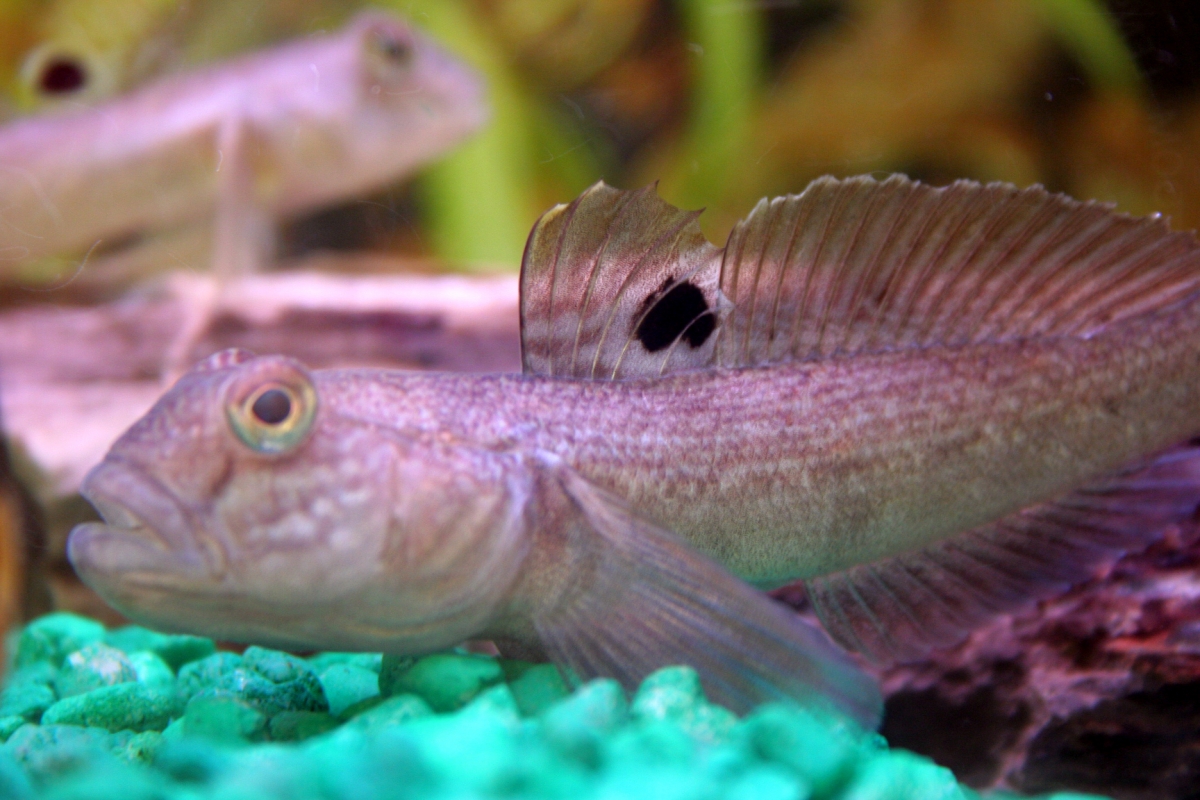 Round Goby | Ontario's Invading Species Awareness Program