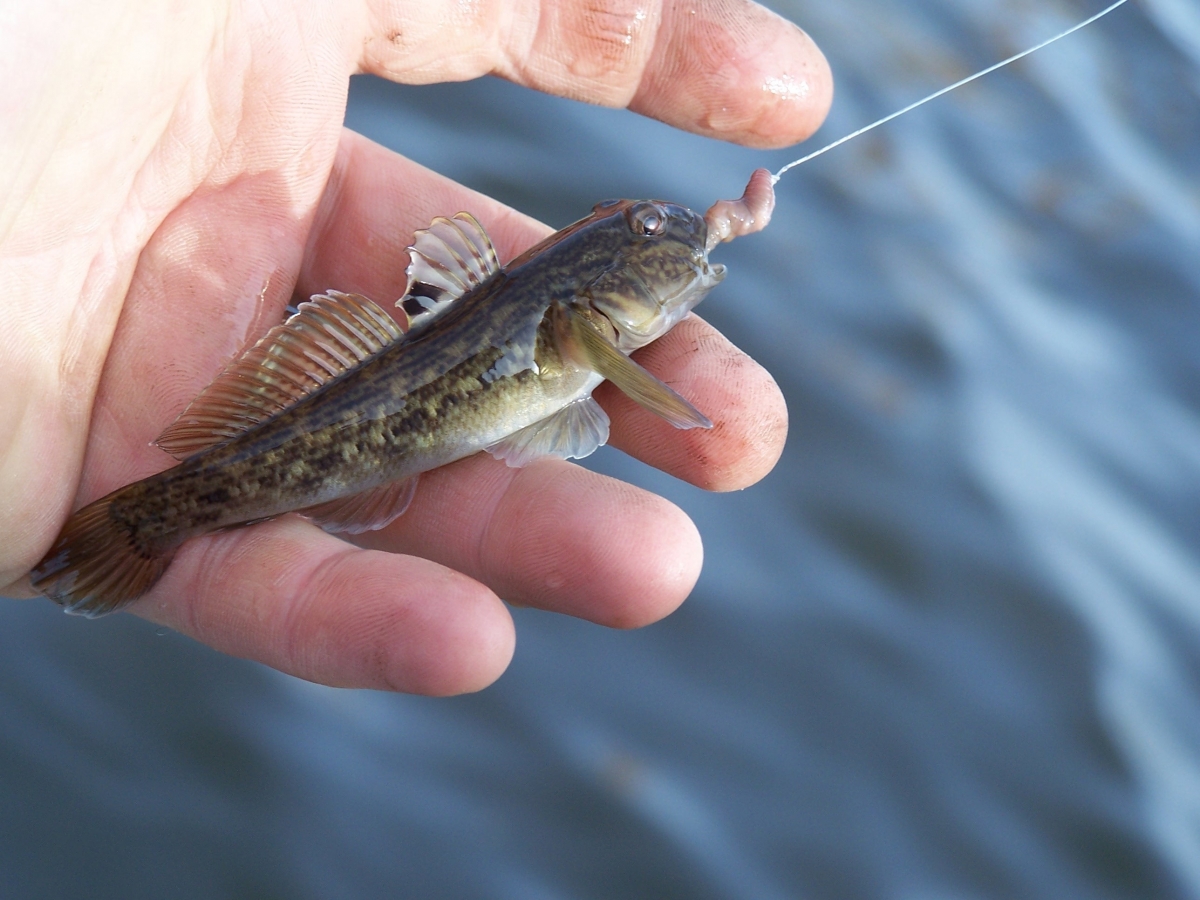Round Goby | Ontario's Invading Species Awareness Program