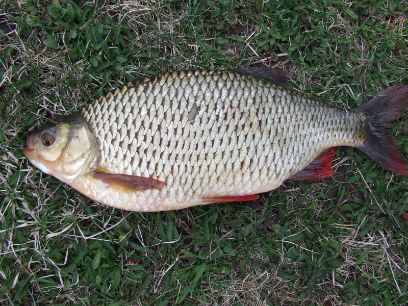 Rudd | Ontario's Invading Species Awareness Program