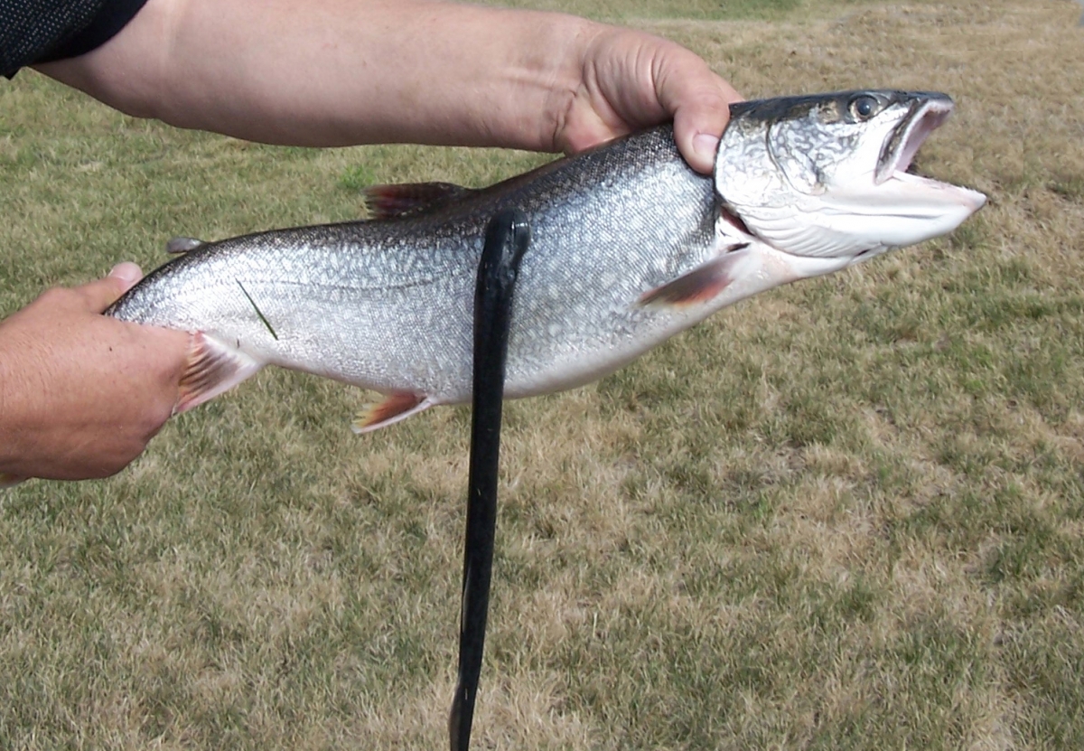Sea Lamprey | Ontario's Invading Species Awareness Program