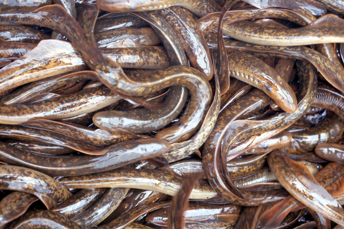 Sea Lamprey | Ontario's Invading Species Awareness Program