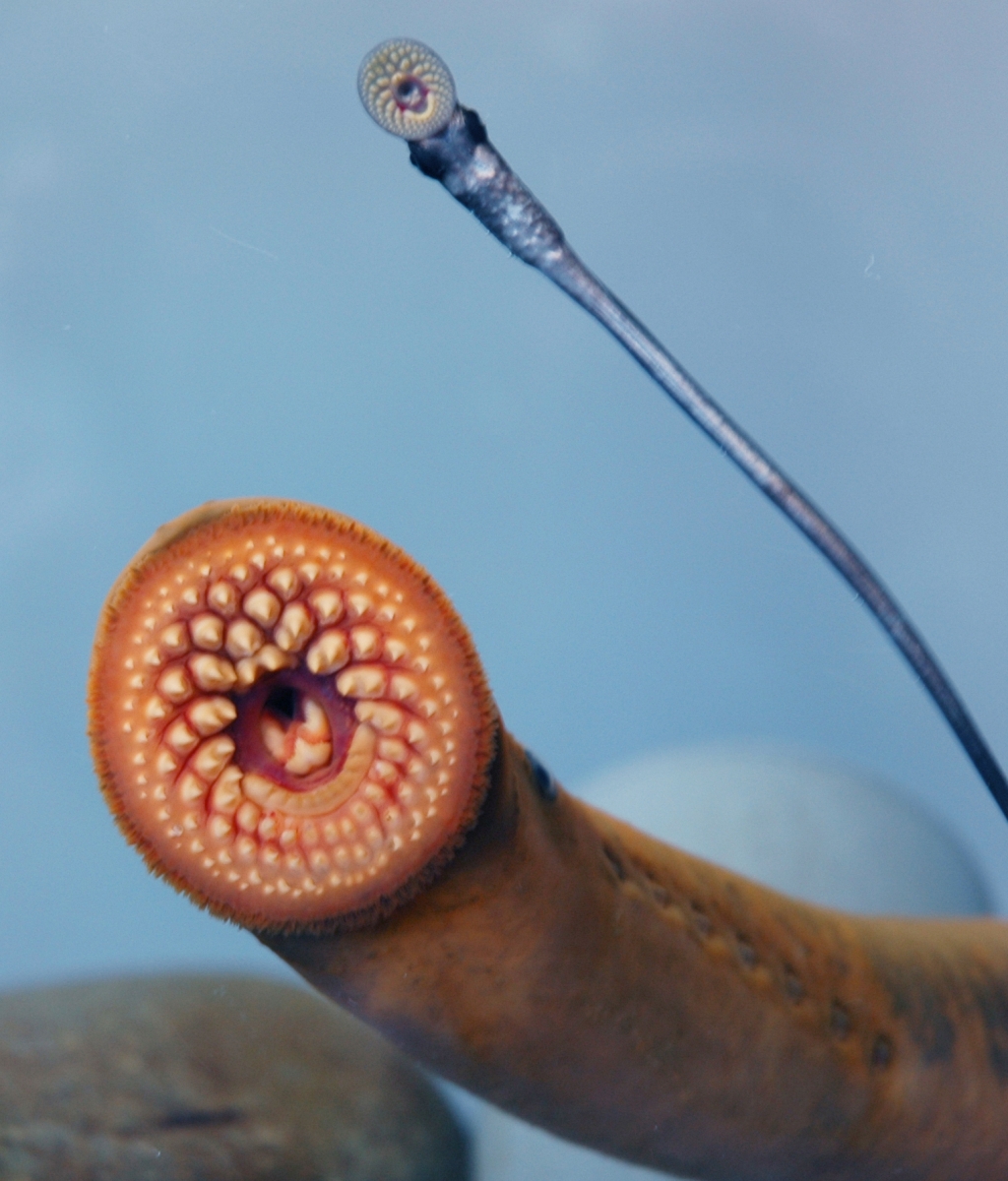 Sea Lamprey | Ontario's Invading Species Awareness Program