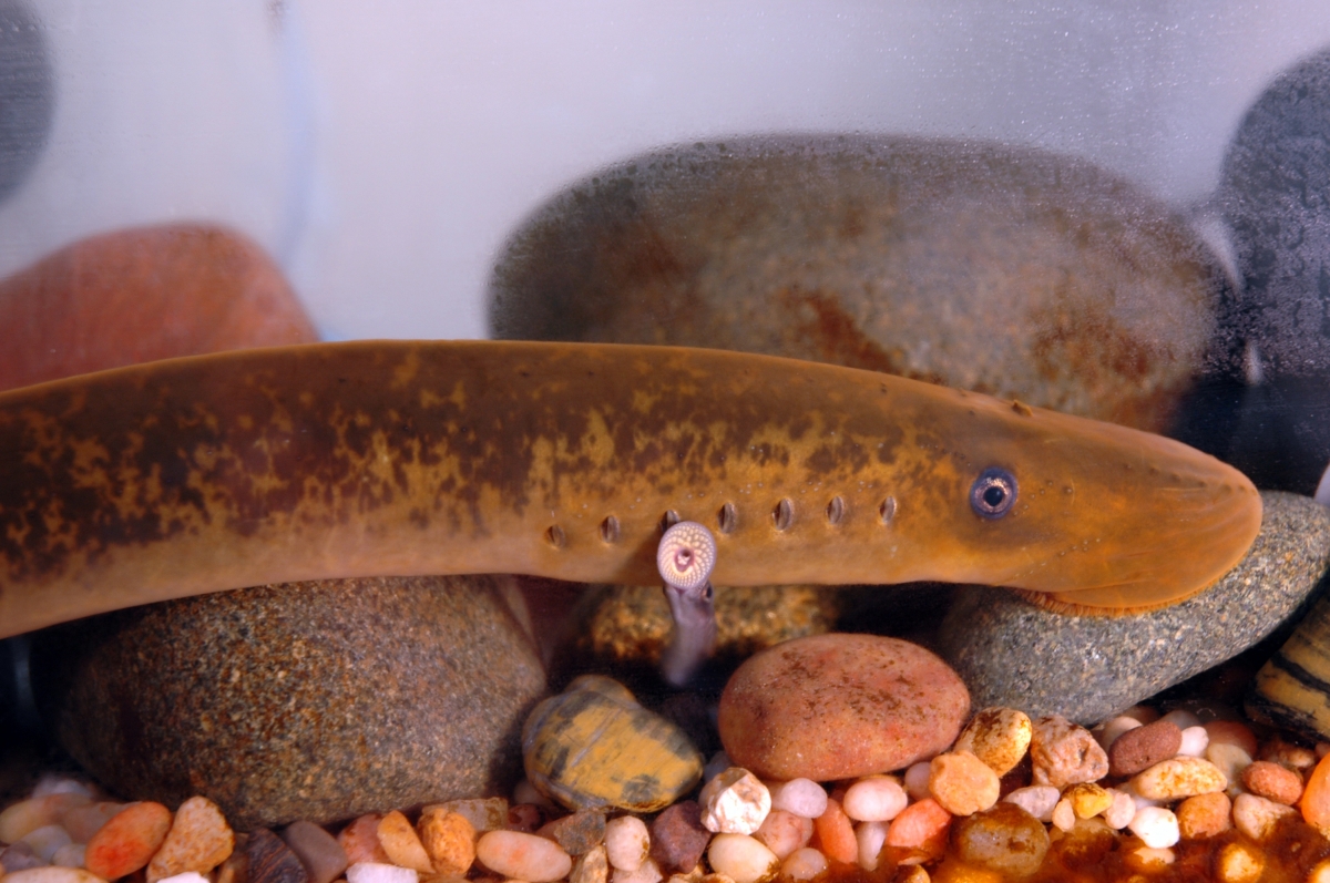 Sea Lamprey | Ontario's Invading Species Awareness Program