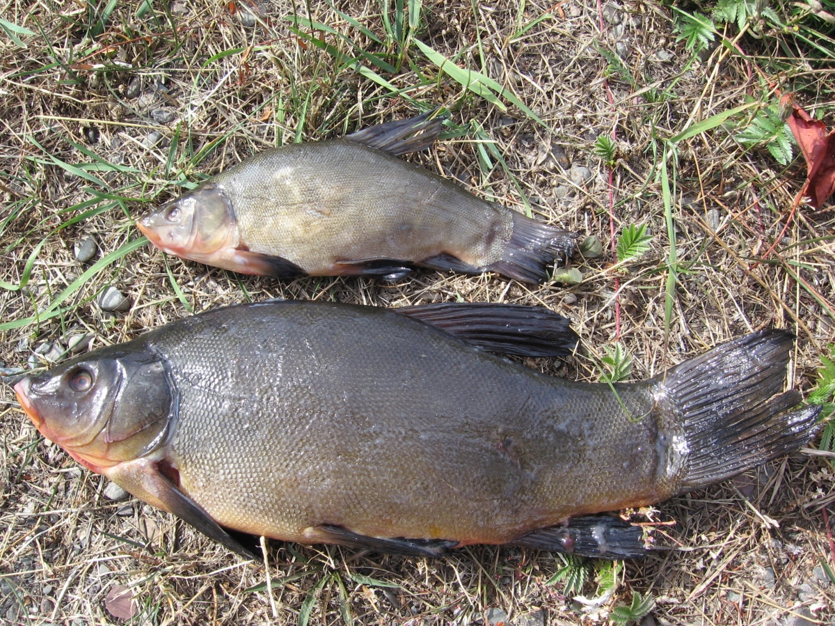 Tench | Ontario's Invading Species Awareness Program