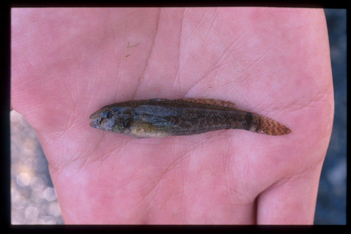 Tubenose Goby | Ontario's Invading Species Awareness Program