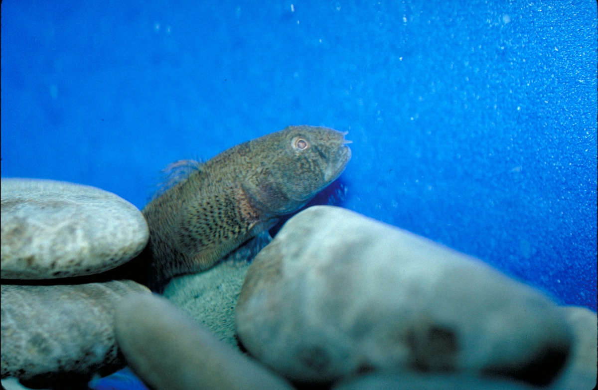 Tubenose Goby | Ontario's Invading Species Awareness Program