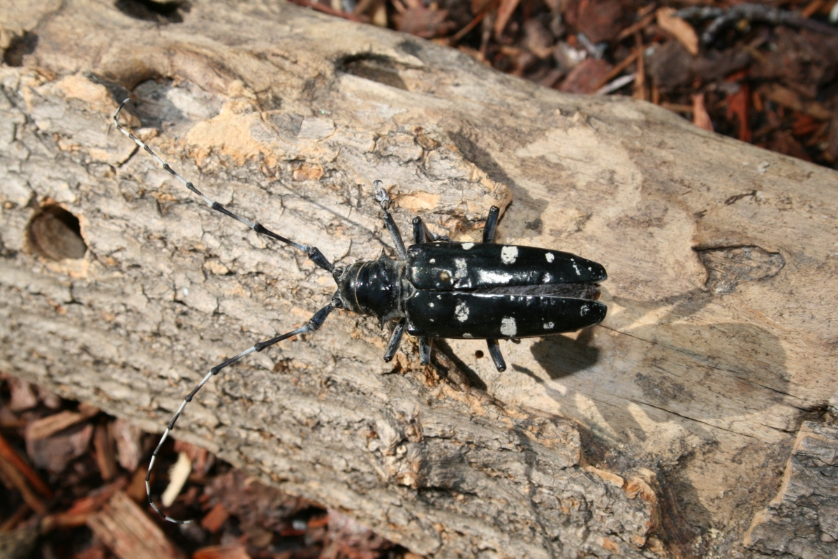 Asian Long-horned Beetle | Ontario's Invading Species Awareness Program