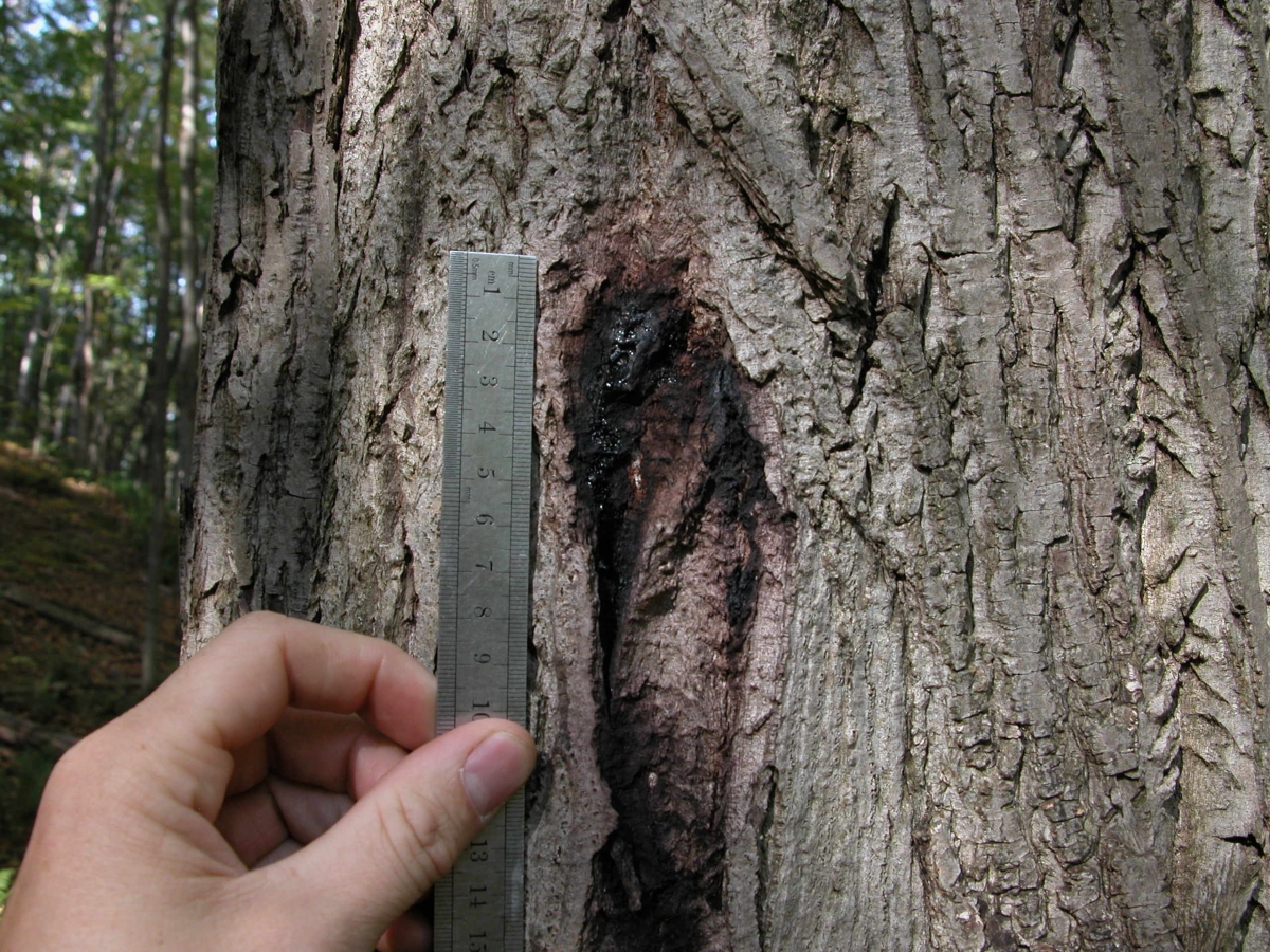 Butternut Canker | Ontario's Invading Species Awareness Program