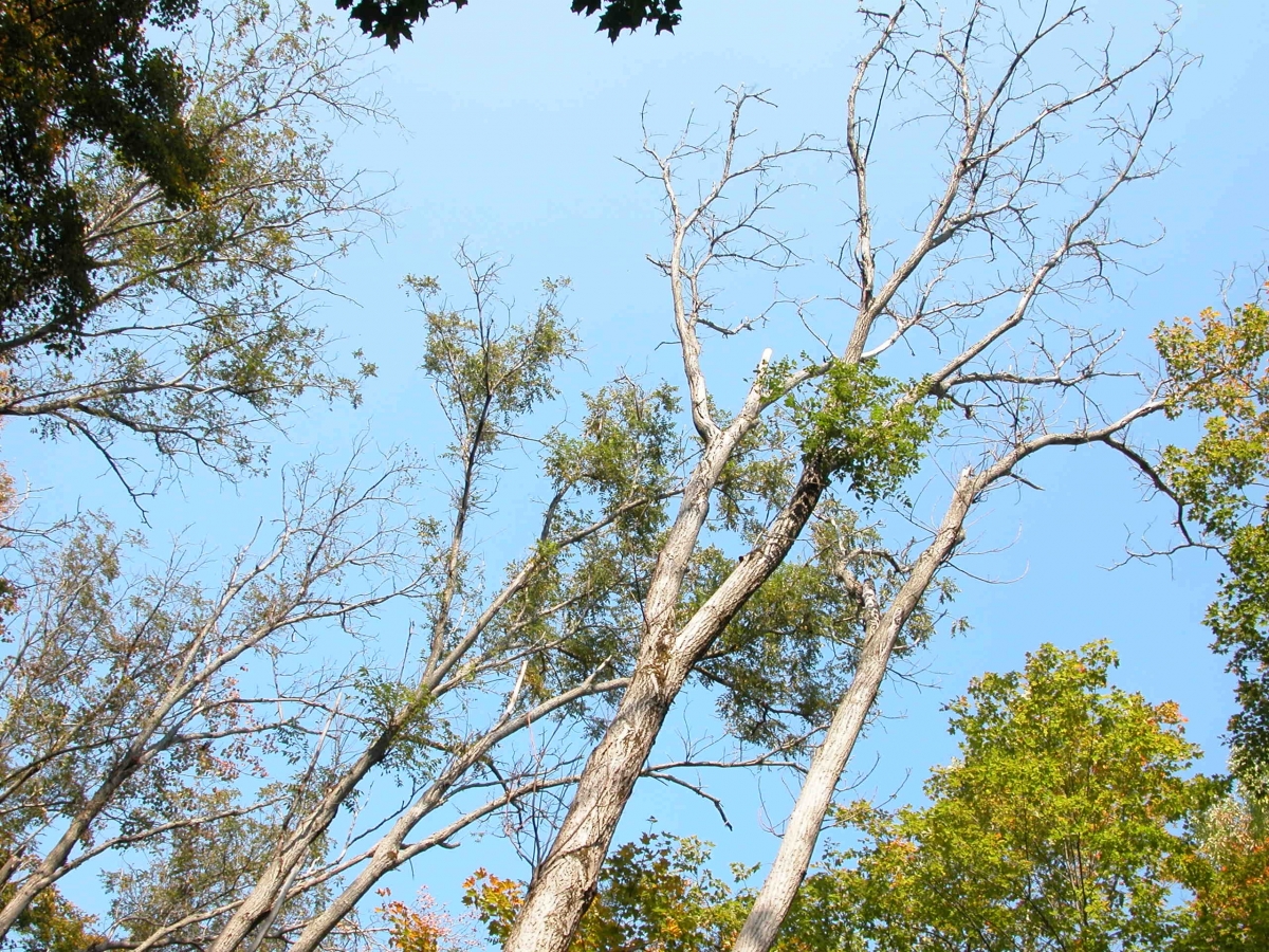Butternut Canker | Ontario's Invading Species Awareness Program