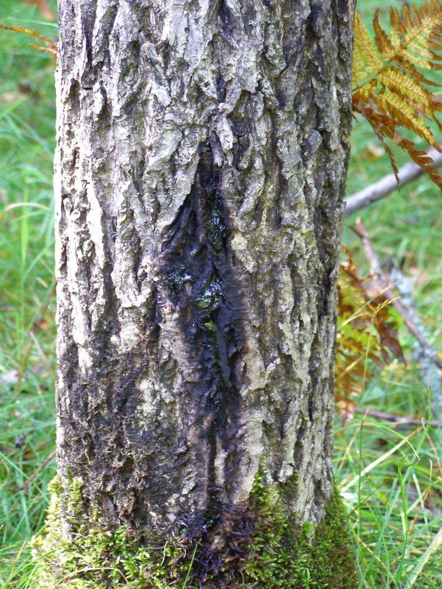 Butternut Canker | Ontario's Invading Species Awareness Program
