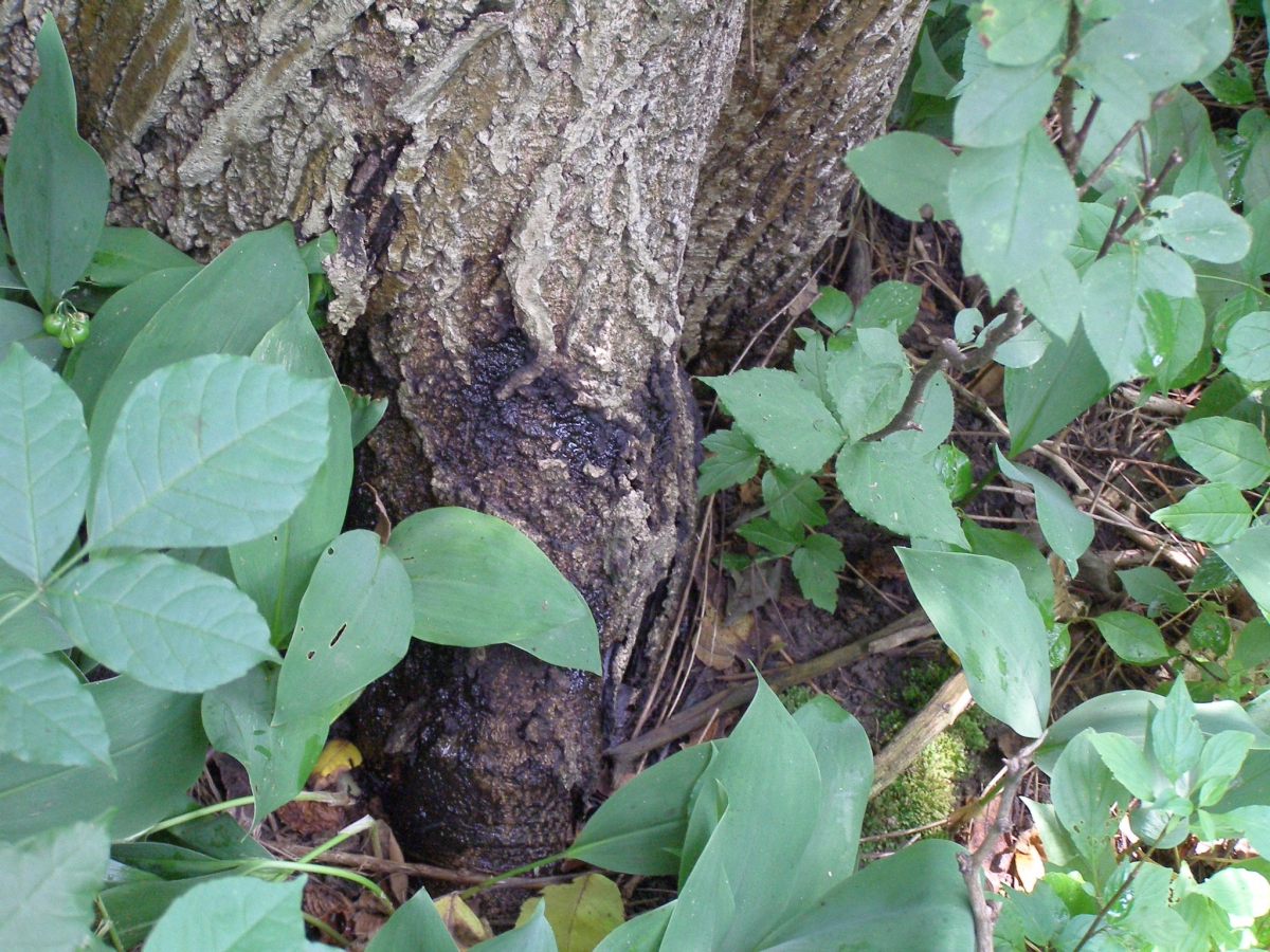 Butternut Canker | Ontario's Invading Species Awareness Program