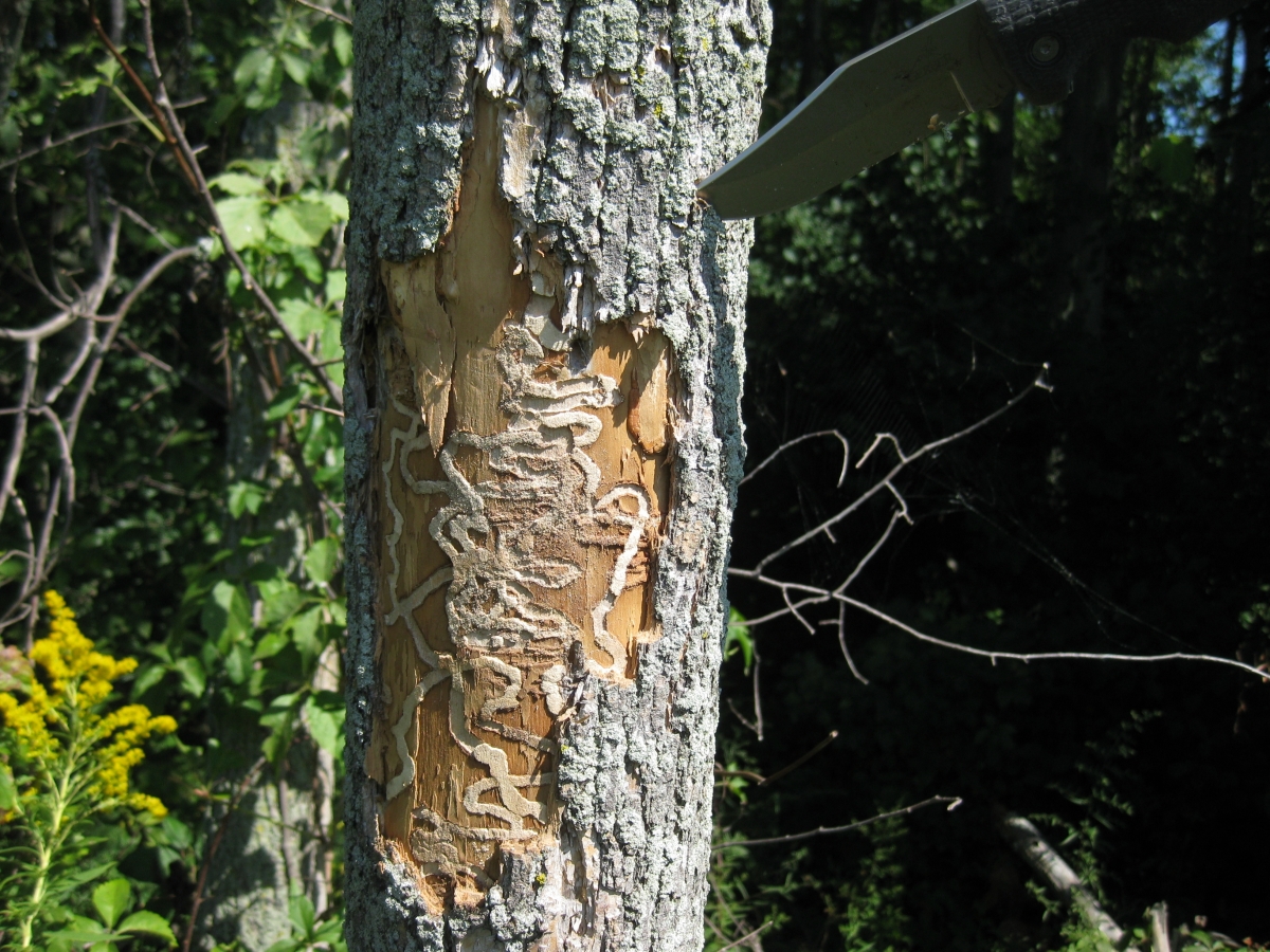 Emerald Ash Borer | Ontario's Invading Species Awareness Program