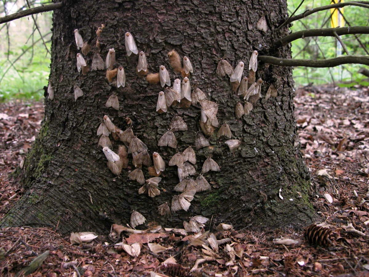 Spongy Moth | Ontario's Invading Species Awareness Program