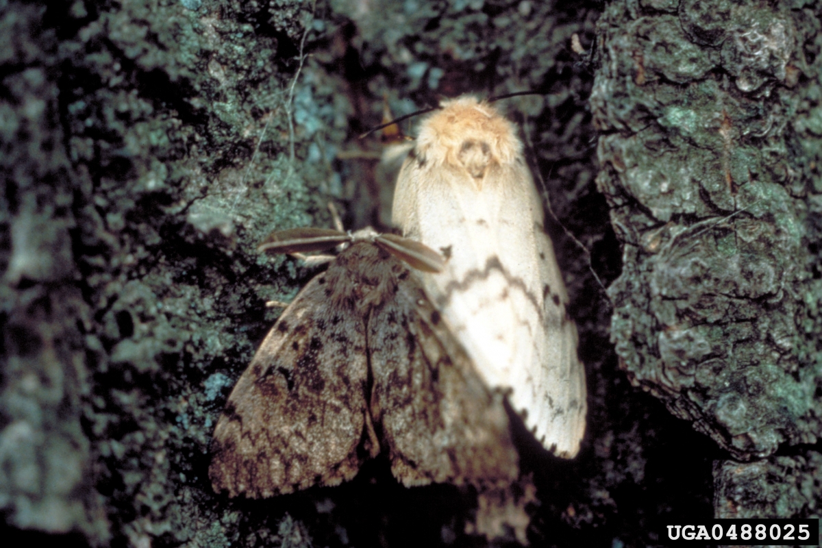 Spongy Moth | Ontario's Invading Species Awareness Program