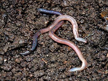 Invasive Earthworms | Ontario's Invading Species Awareness Program