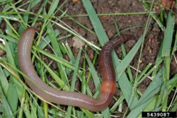 Invasive Earthworms | Ontario's Invading Species Awareness Program