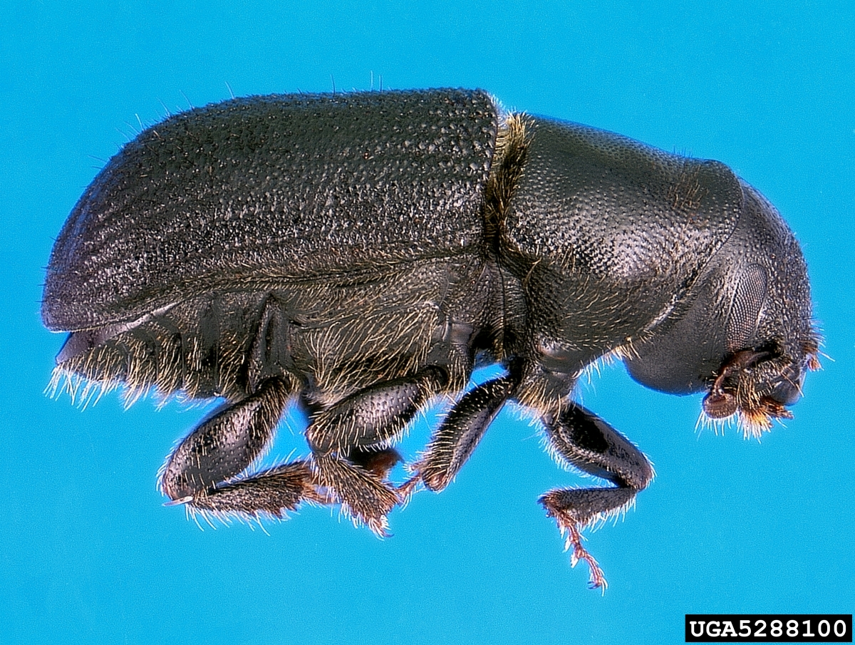 Mountain Pine Beetle | Ontario's Invading Species Awareness Program