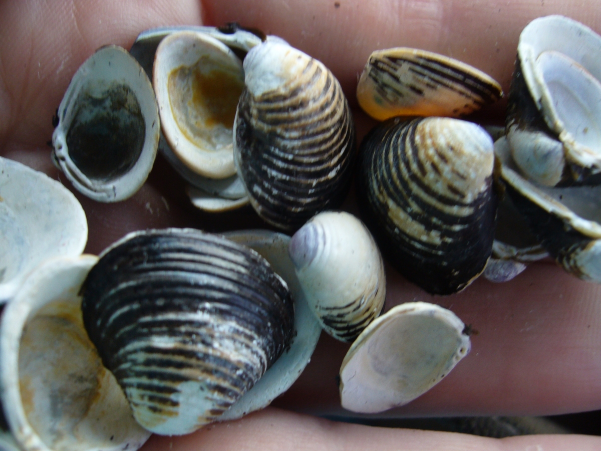 Asian Clam | Ontario's Invading Species Awareness Program