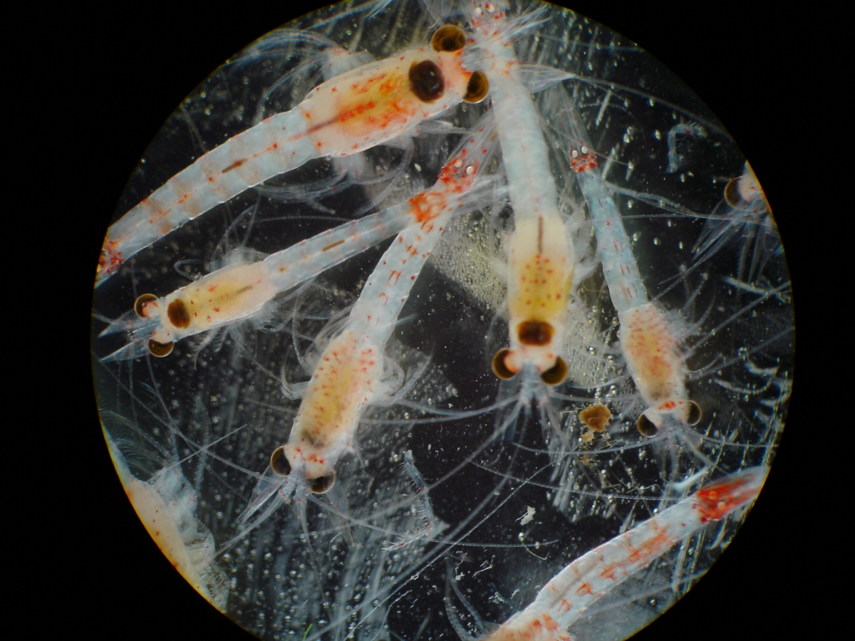 Bloody Red Shrimp | Ontario's Invading Species Awareness Program