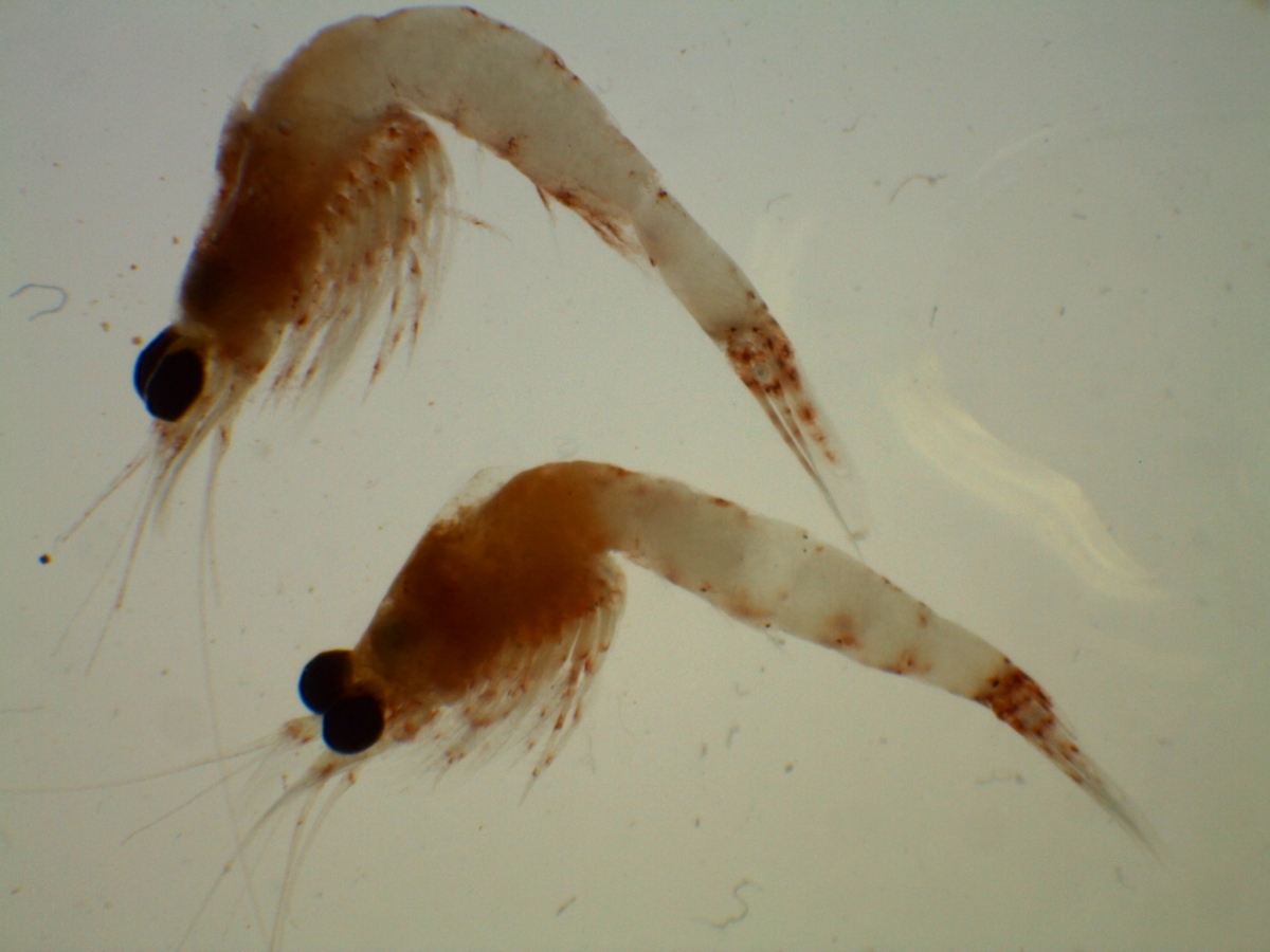 Bloody Red Shrimp | Ontario's Invading Species Awareness Program