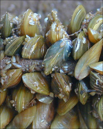 Golden Mussel | Ontario's Invading Species Awareness Program