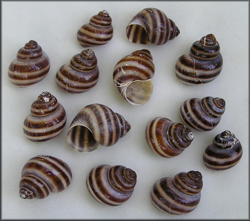 Invasive Snails | Ontario's Invading Species Awareness Program