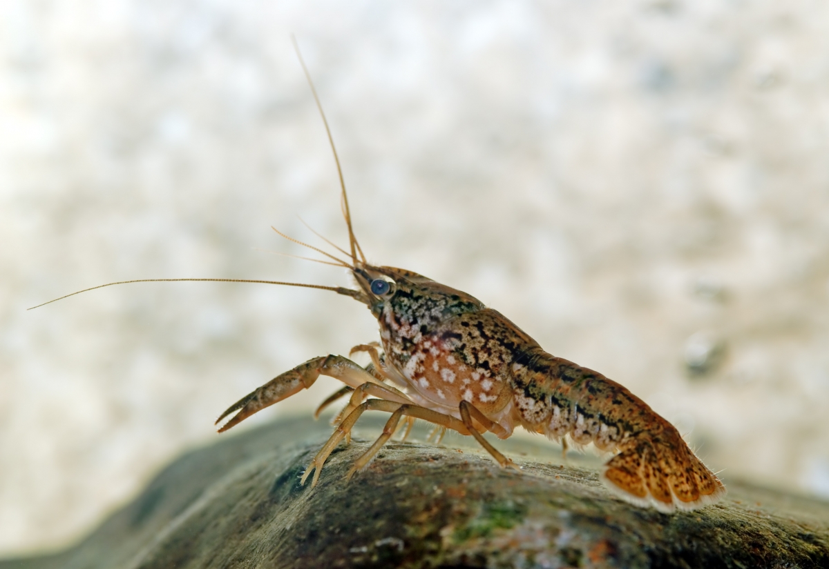 Marbled Crayfish | Ontario's Invading Species Awareness Program