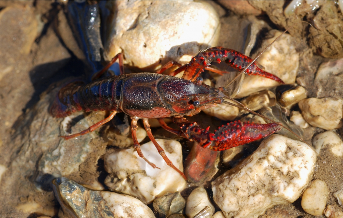 Red Swamp Crayfish | Ontario's Invading Species Awareness Program