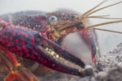 Red Swamp Crayfish | Ontario's Invading Species Awareness Program
