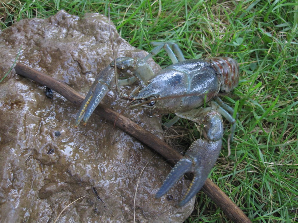 Rusty Crayfish | Ontario's Invading Species Awareness Program