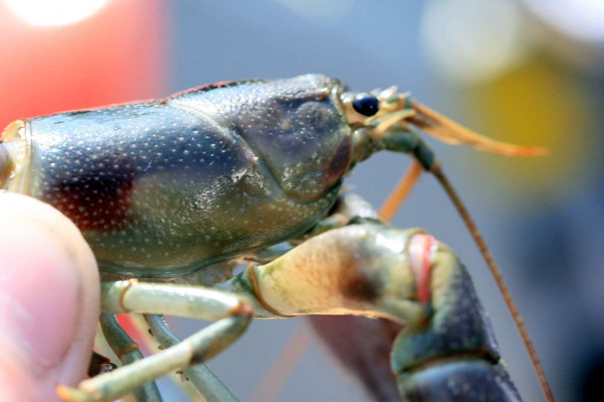 Rusty Crayfish | Ontario's Invading Species Awareness Program