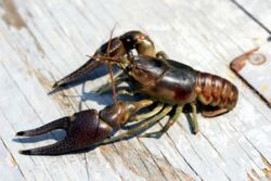 Rusty Crayfish | Ontario's Invading Species Awareness Program
