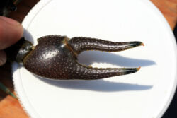 Rusty Crayfish | Ontario's Invading Species Awareness Program