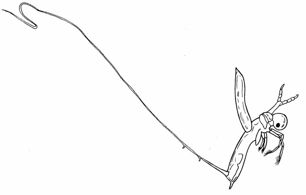 Spiny and Fishhook Waterfleas | Ontario's Invading Species Awareness ...