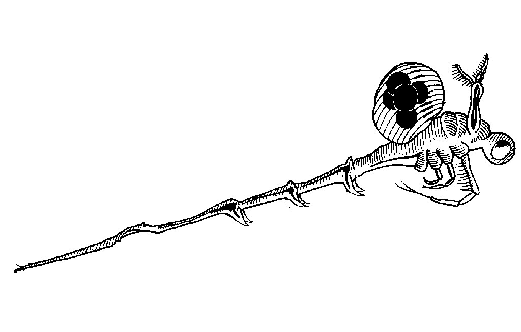 Spiny and Fishhook Waterfleas | Ontario's Invading Species Awareness ...