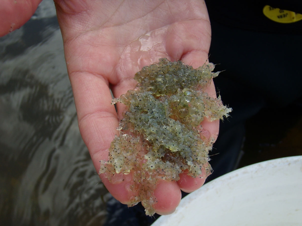 Spiny and Fishhook Waterfleas | Ontario's Invading Species Awareness ...